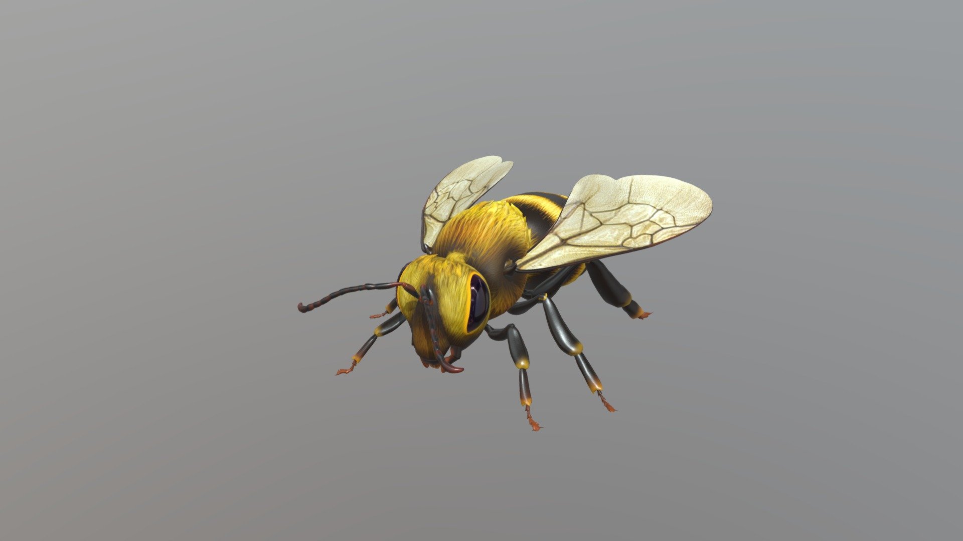Bee - Download Free 3D model by CREATRBOI [2a26640] - Sketchfab
