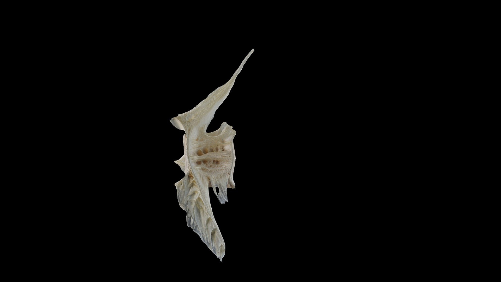 Cod (Gadus morhua) Abdominal Vertebra - 3D model by 4-OCEANS Virtual ...