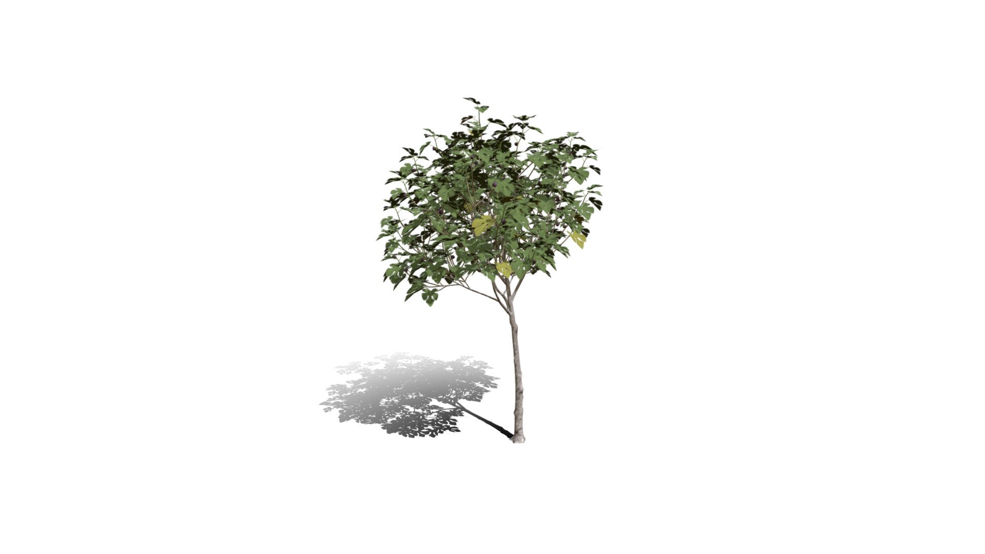 Realistic HD Common fig tree (7/30) - Download Free 3D model by ...