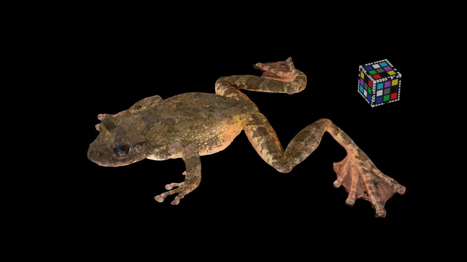 カジカガエル ♀ Kajika Frog, Buergeria buergeri - Download Free 3D model by ...