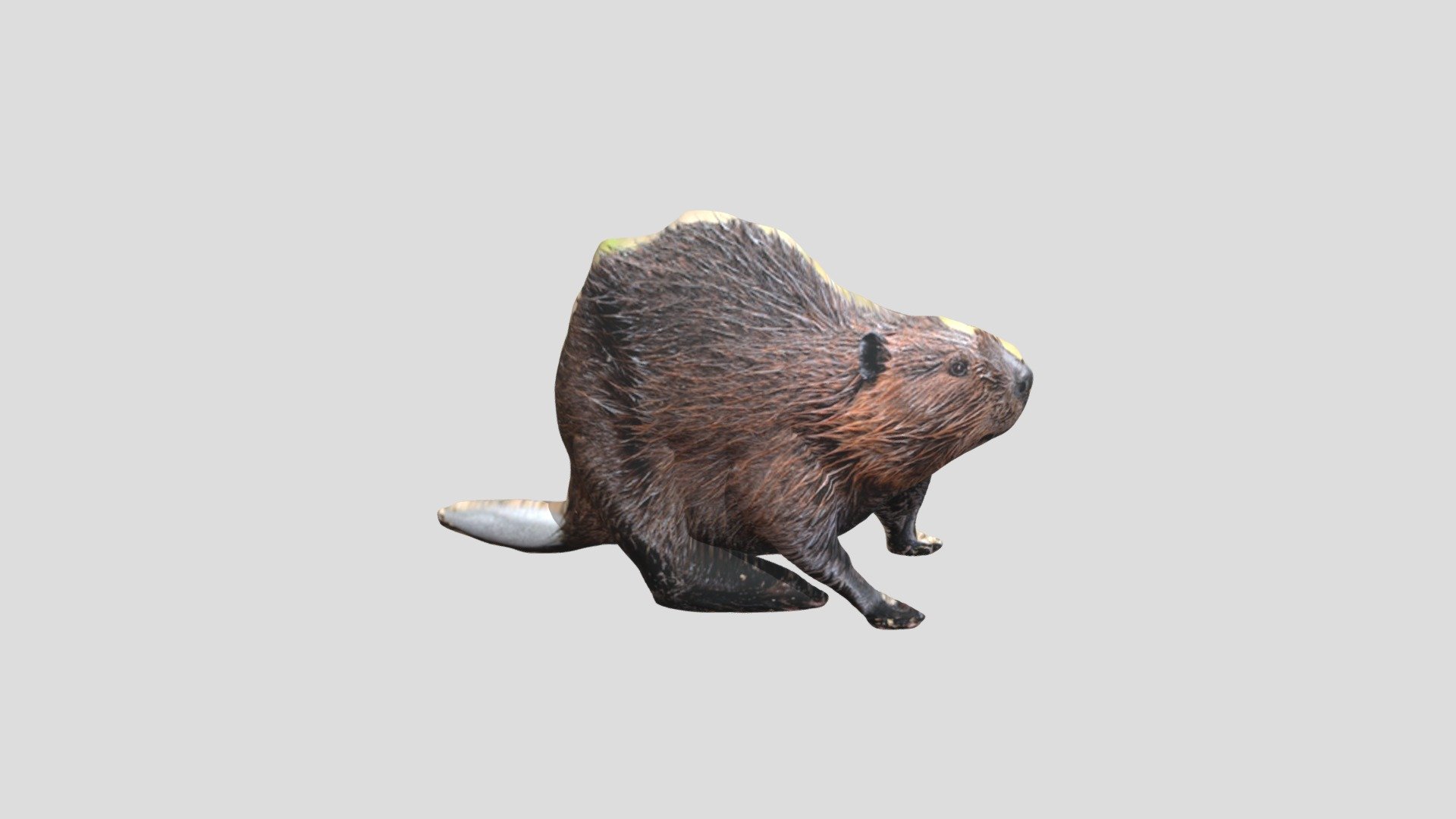 Beaver - 3D model by zippyzoomy1 [2a46c76] - Sketchfab