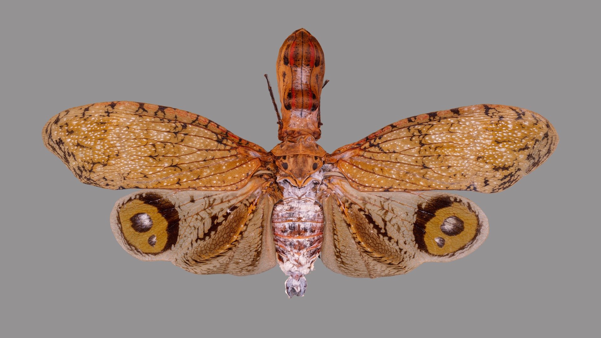 Fulgora laternaria - 3D model by VirNat [2a481a5] - Sketchfab