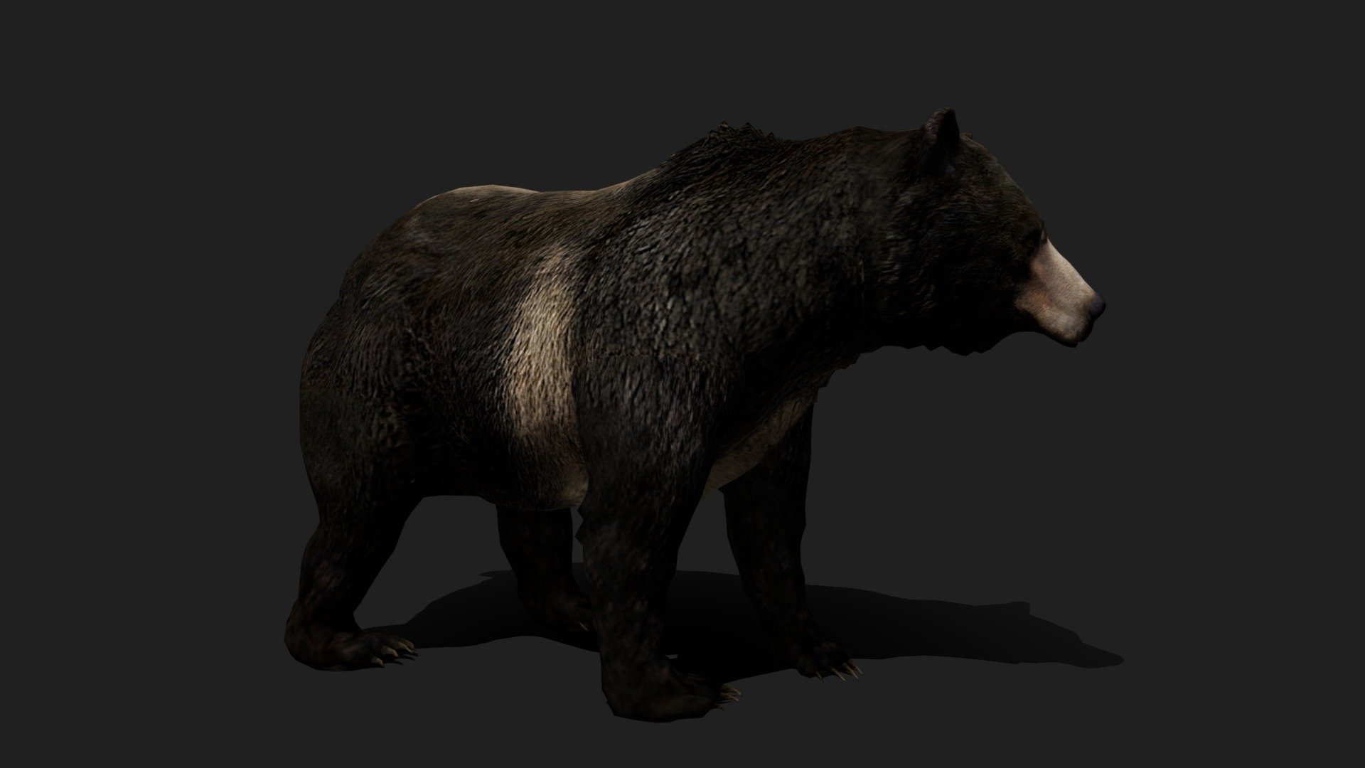 Realistic Animated Black Bear 3D Model - 3D model by WildMesh 3D (@WildMesh_3D) [2a4b7a7 ...