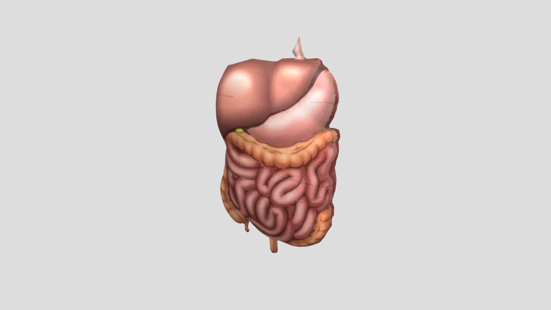 3D model organ - 3D model by nikenfajarwati.2021 [2a4c74e] - Sketchfab