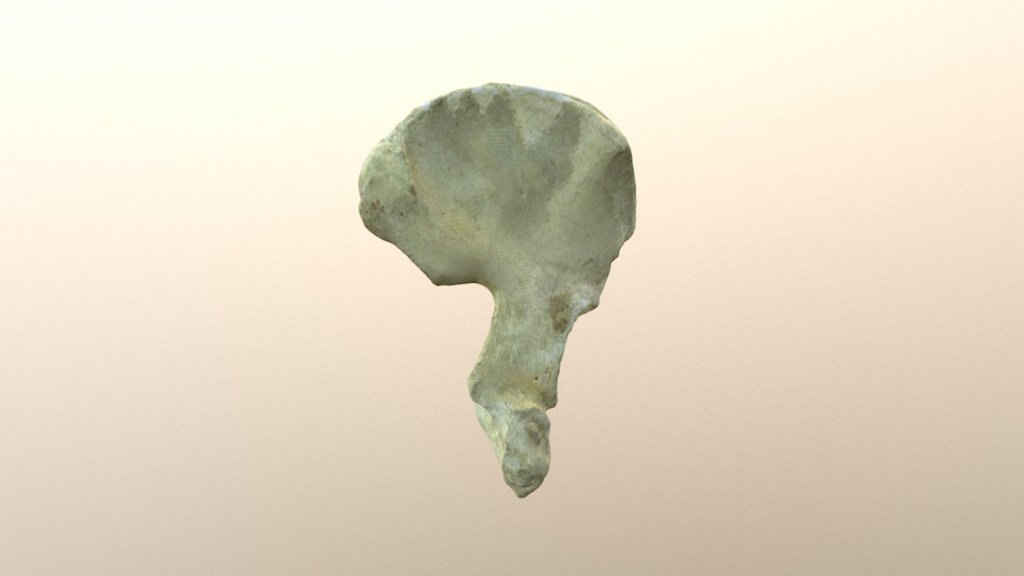 Coxal bone - 3D model by acpe [2a56ad3] - Sketchfab