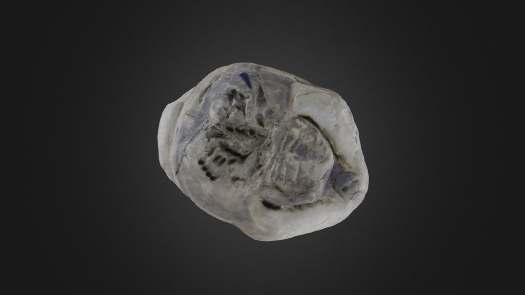 Chelicerates - A 3D model collection by Digital Atlas of Ancient Life ...