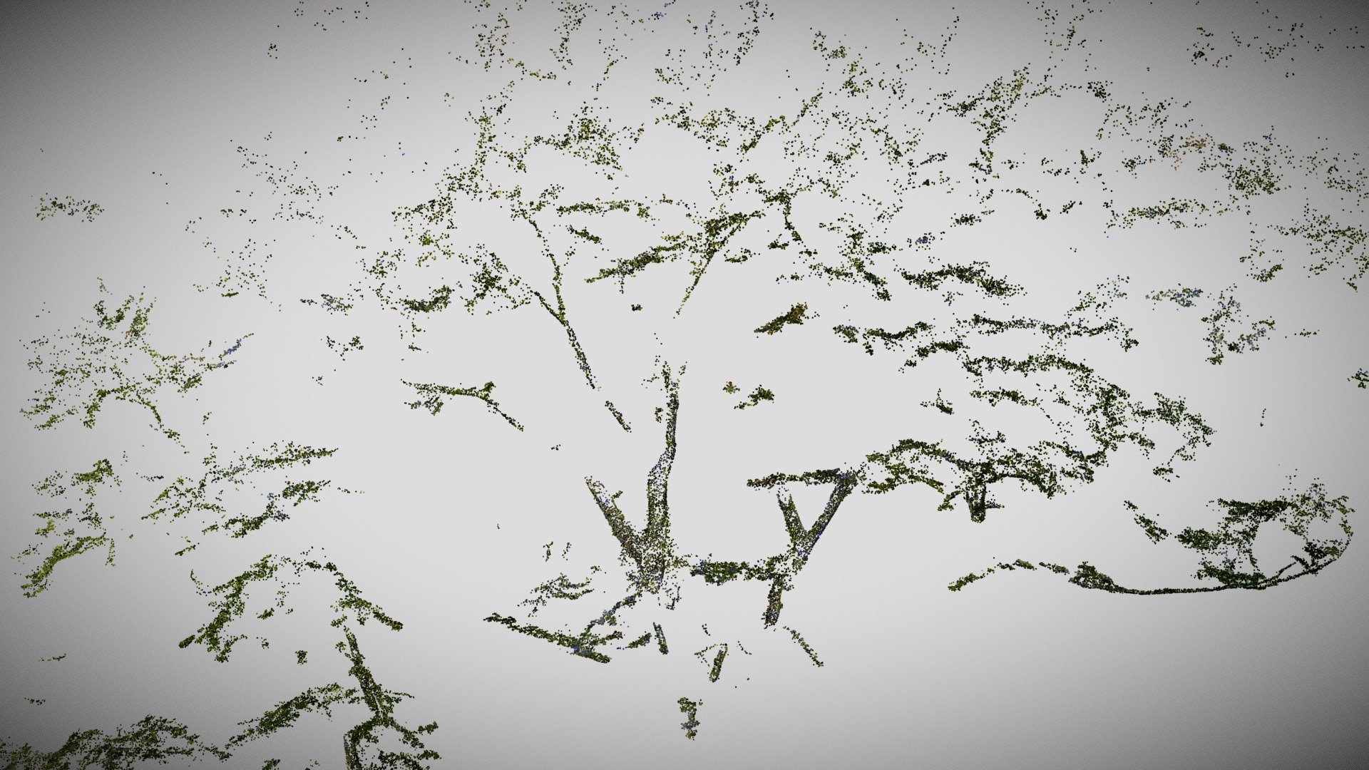 Slices through a beech tree - Download Free 3D model by kungphil ...