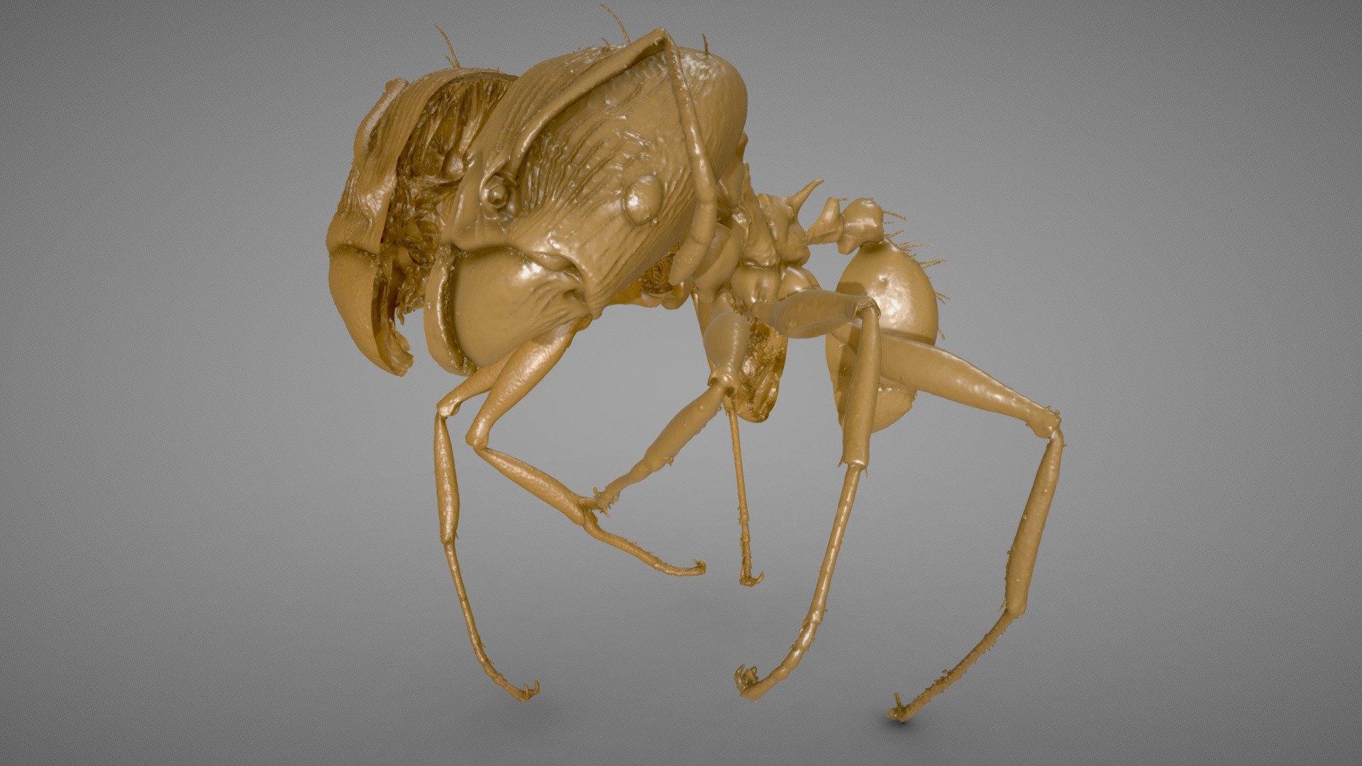 Pheidole klaman sp. N - 3D model by Pixelbeaker [2a6de9e] - Sketchfab