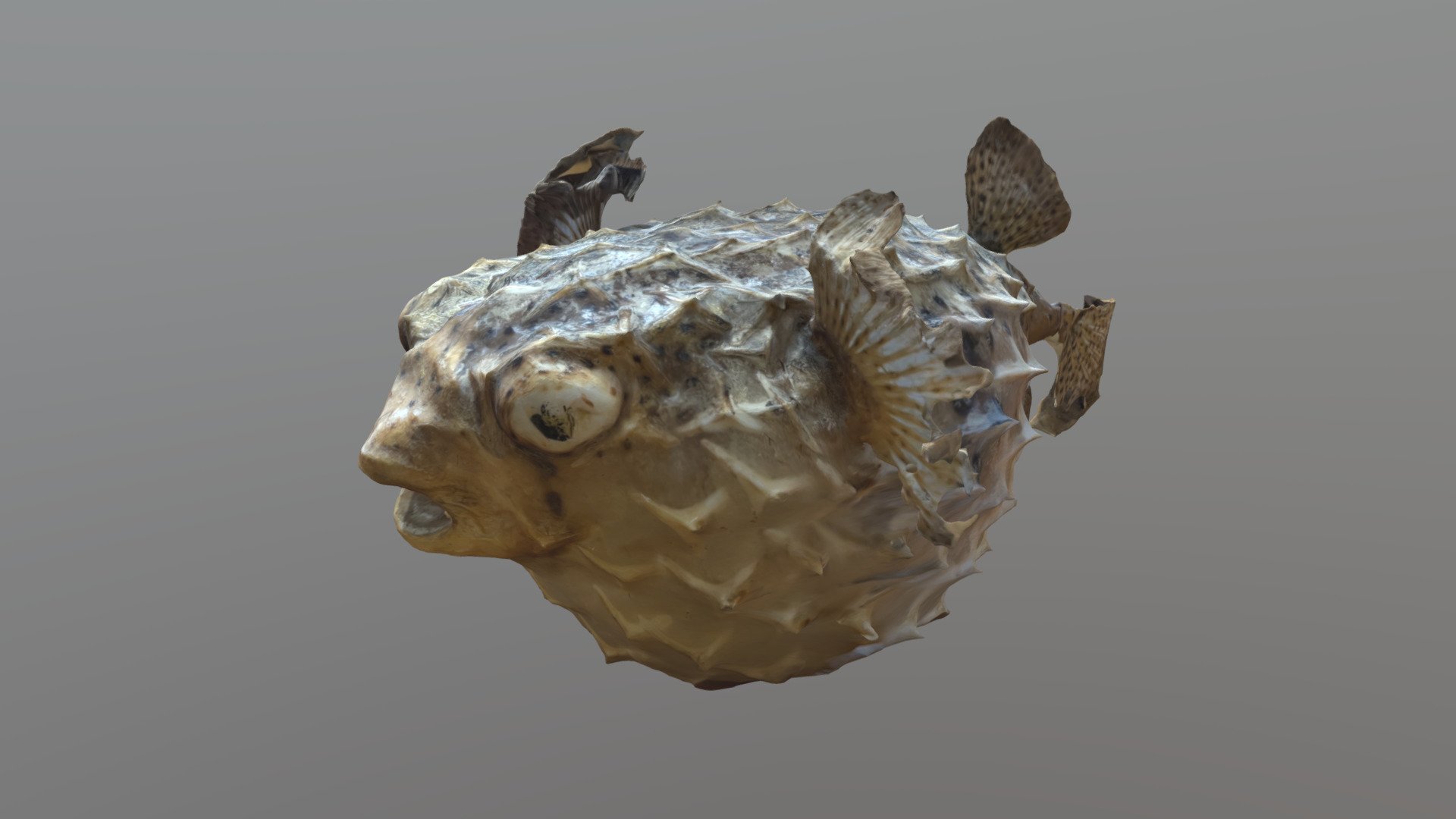 Diodon - Download Free 3D model by Tavernier Amaury (@svtavernier ...