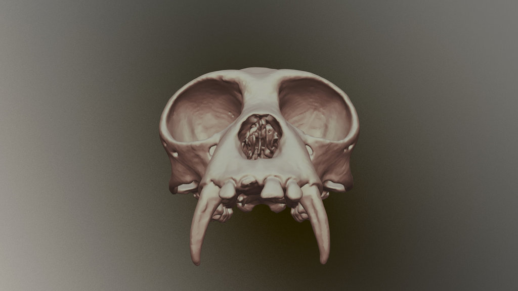 ASM 104 Human Evolution Lab - A 3D model collection by Libraries of ...