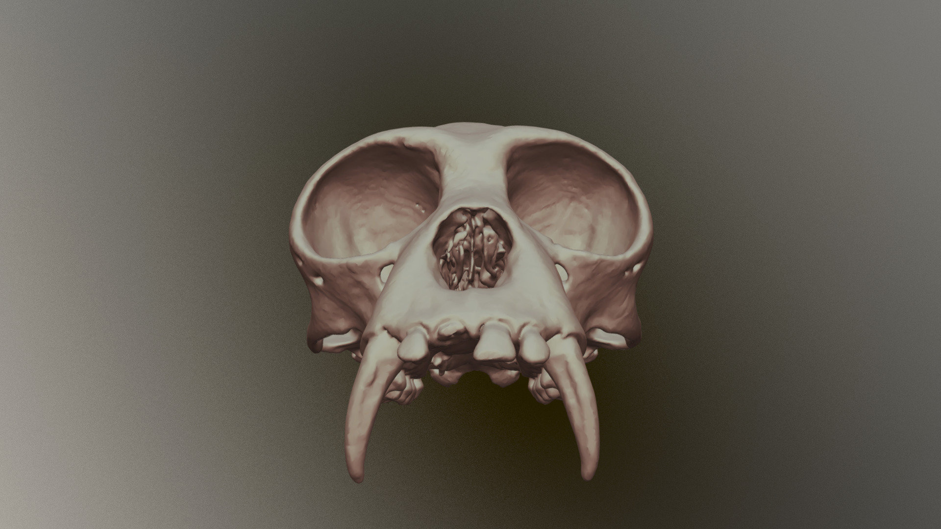 Gibbon (USNM 395156) - 3D model by pbeardsley [2a6f64b] - Sketchfab