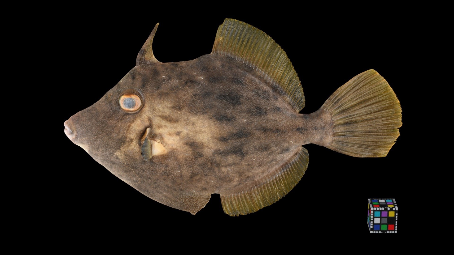 CC0 カワハギ 🐡 Thread-sail Filefish, S. cirrhifer - Download Free 3D model ...