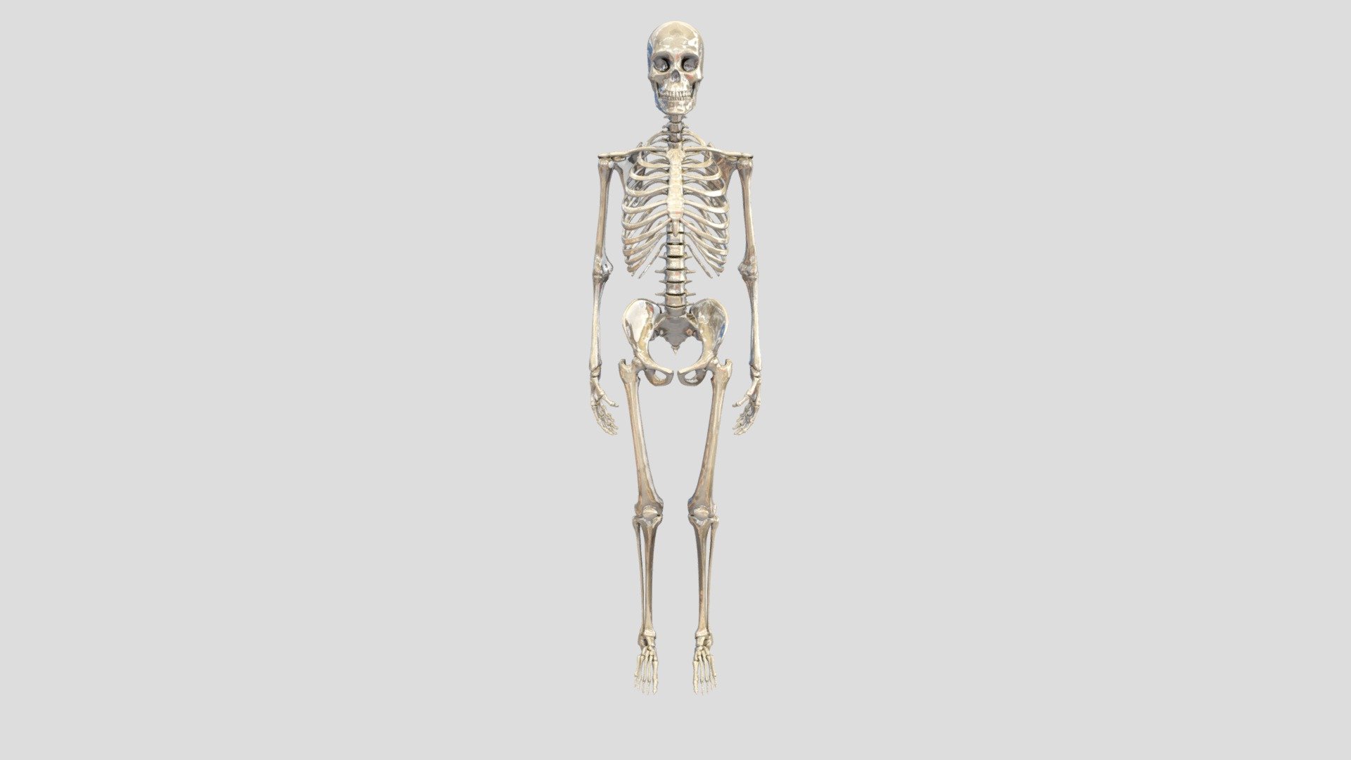 Human skeleton - Download Free 3D model by Wunna Ko Ko (@mayphyuhan.st ...