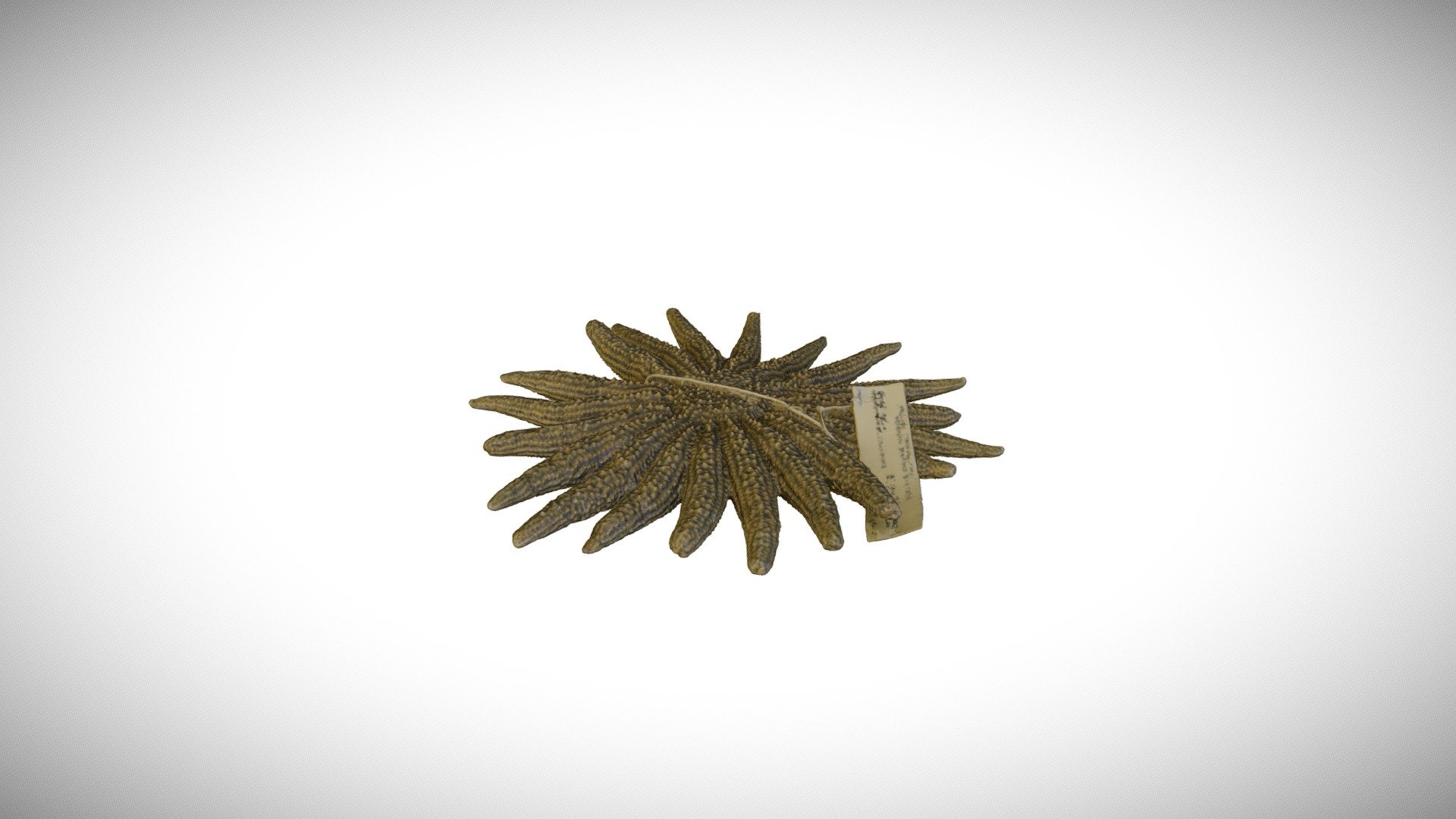Heliaster kubiniji (gulf sun star) / CASIZ 67966 - 3D model by ...