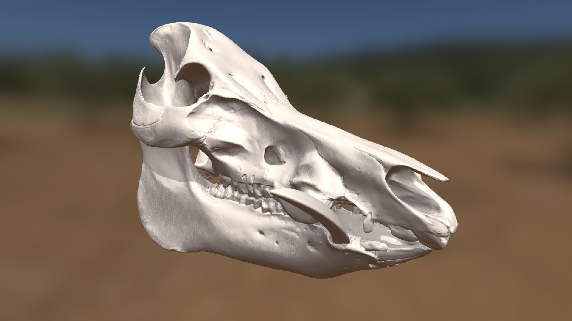 Wild Hog Skull - 3D model by khart1988 [2a7f893] - Sketchfab