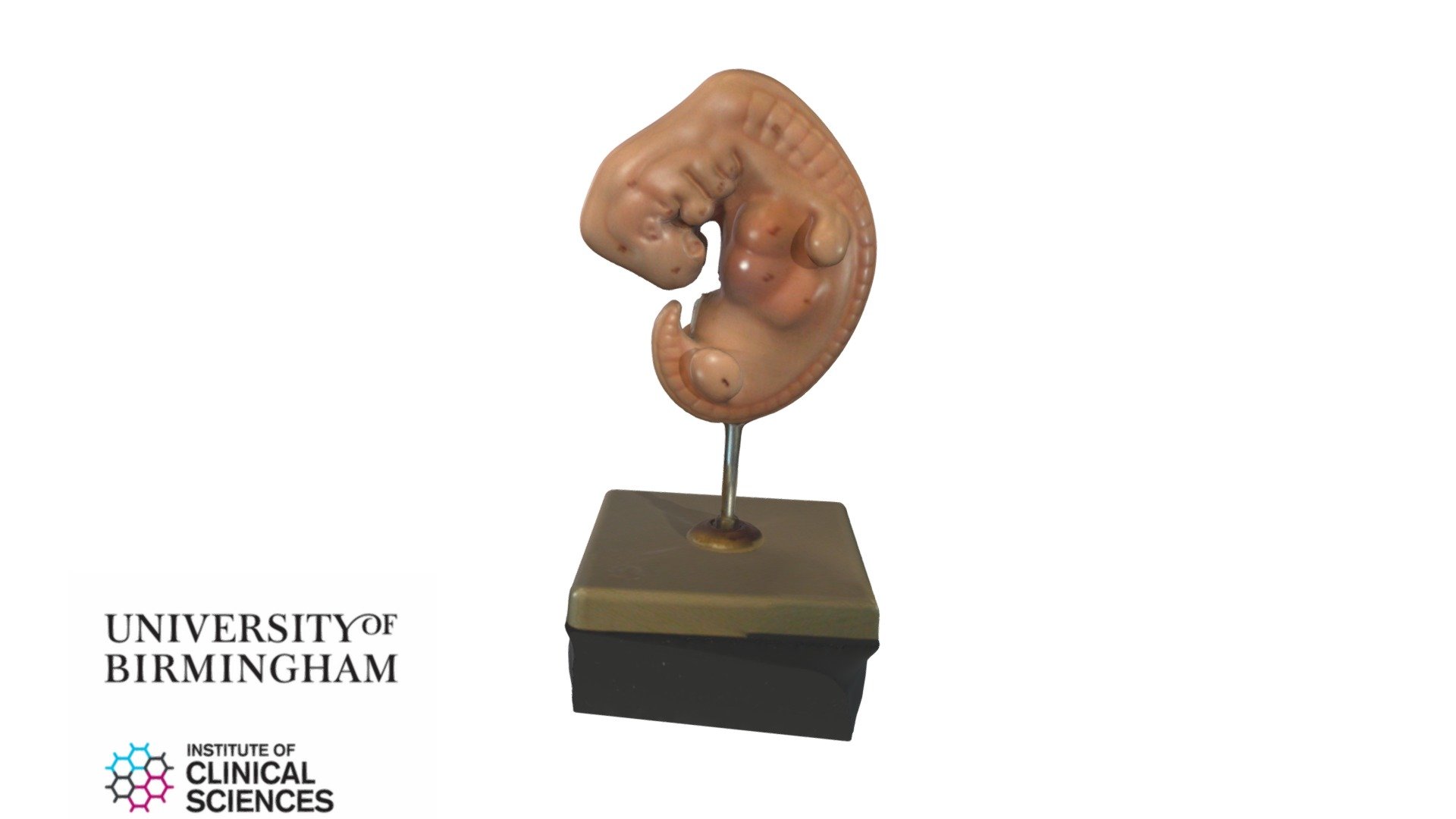 Model of 5 week embryo - 3D model by UoB_Anatomy [2a8047a] - Sketchfab
