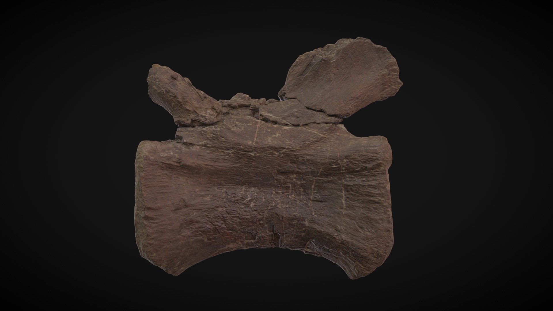 Vertebra caudal de Iberospinus natarioi - 3D model by ...