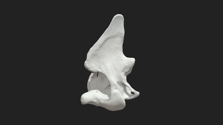 Cervical-vertebrae 3D models - Sketchfab