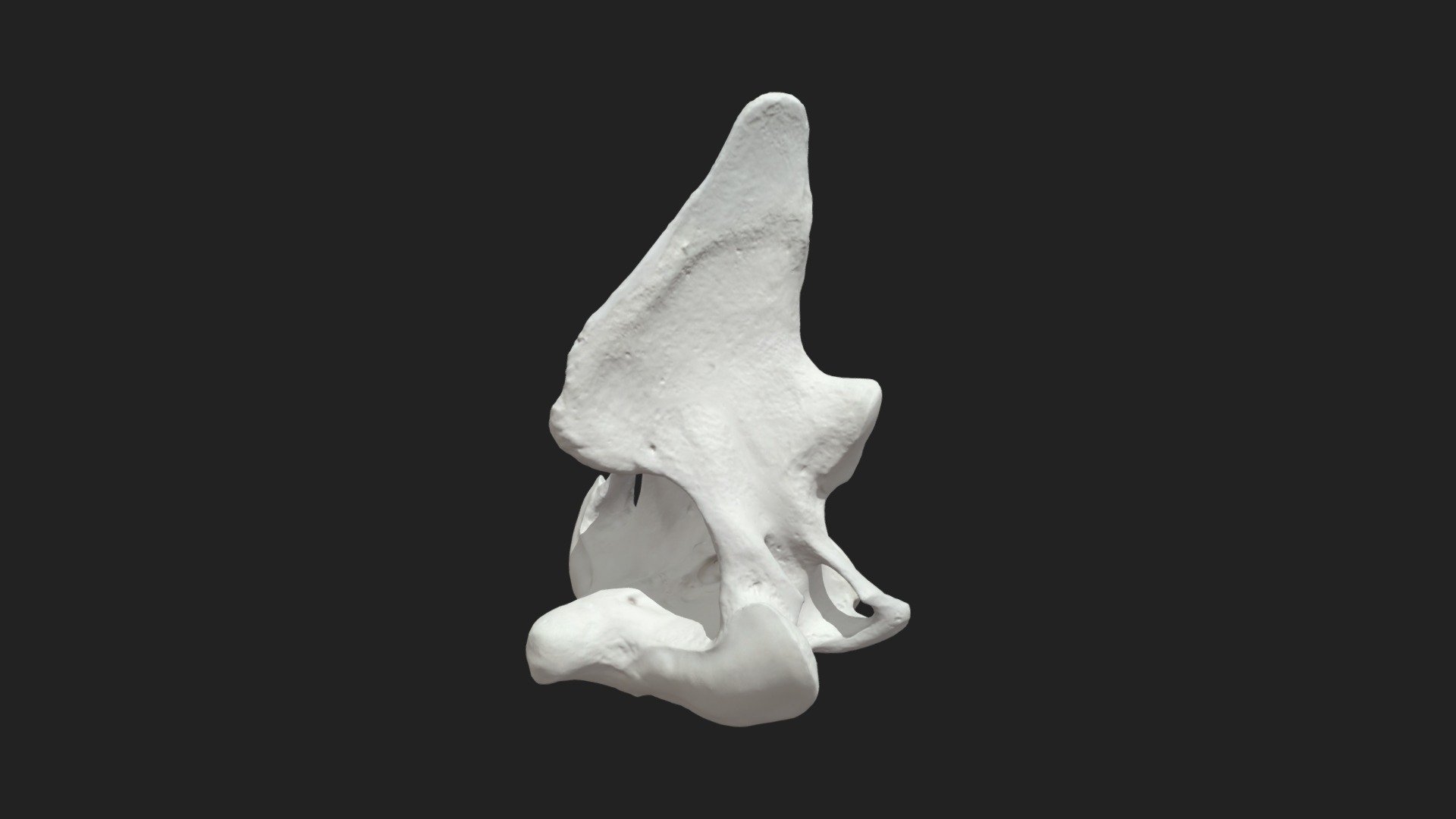 2nd cervical vertebra (axis) mini pig - 3D model by vetanatMunich ...