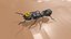 Little ant king - Download Free 3D model by Beinaja [2a86532] - Sketchfab