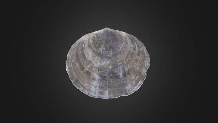 Brachiopods 3D models - Sketchfab