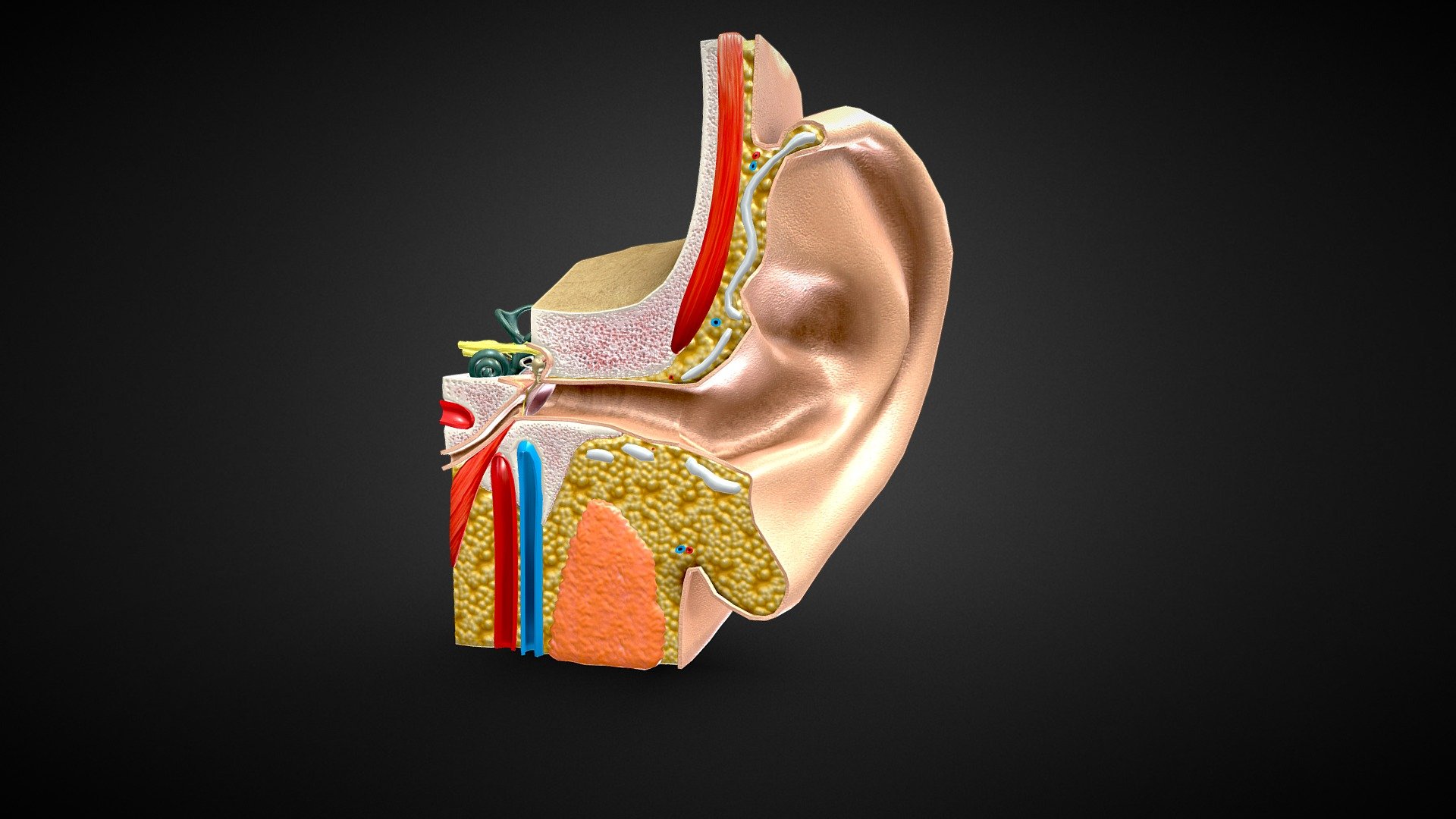 3D Ear Anatomy - Buy Royalty Free 3D model by 3D4SCI [2a88976 ...