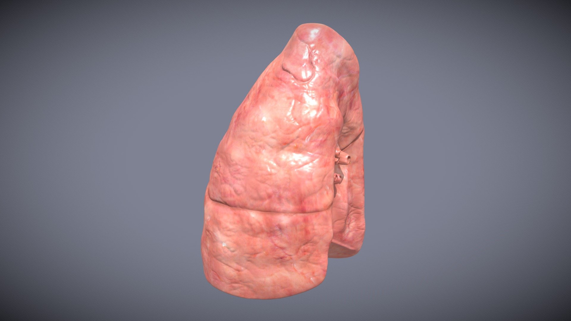 Human right lung - 3D model by Alissa (@alissasundberg) [2a892e6 ...