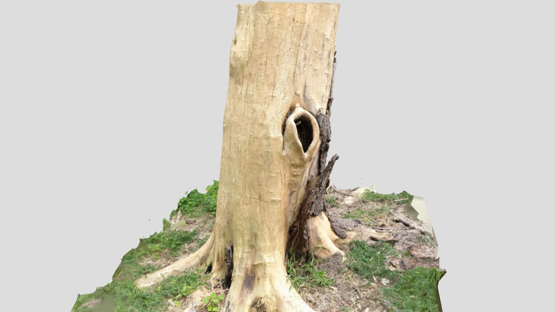 Decaying tree trunk - Download Free 3D model by test1 [2a8b3ca] - Sketchfab