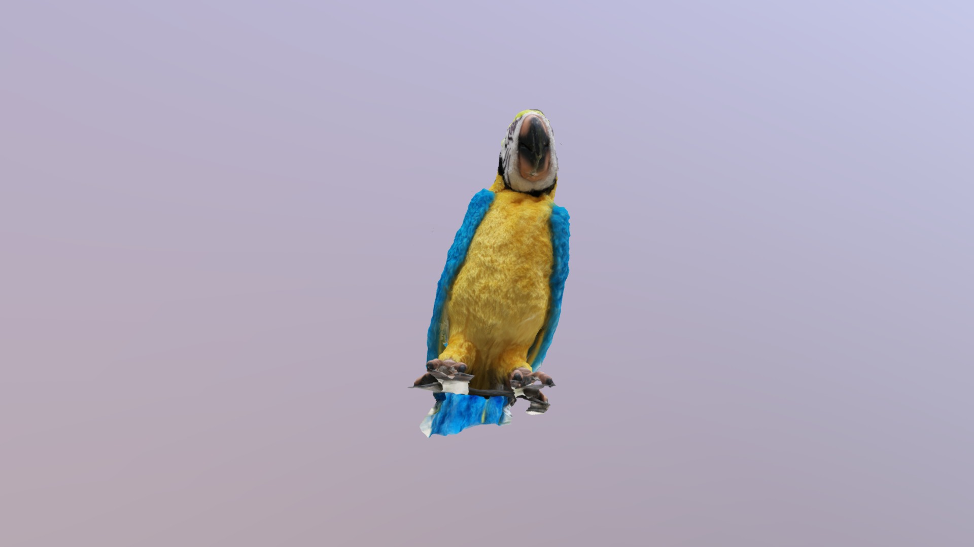 Parrot - 3D model by Lanig [2a903cc] - Sketchfab