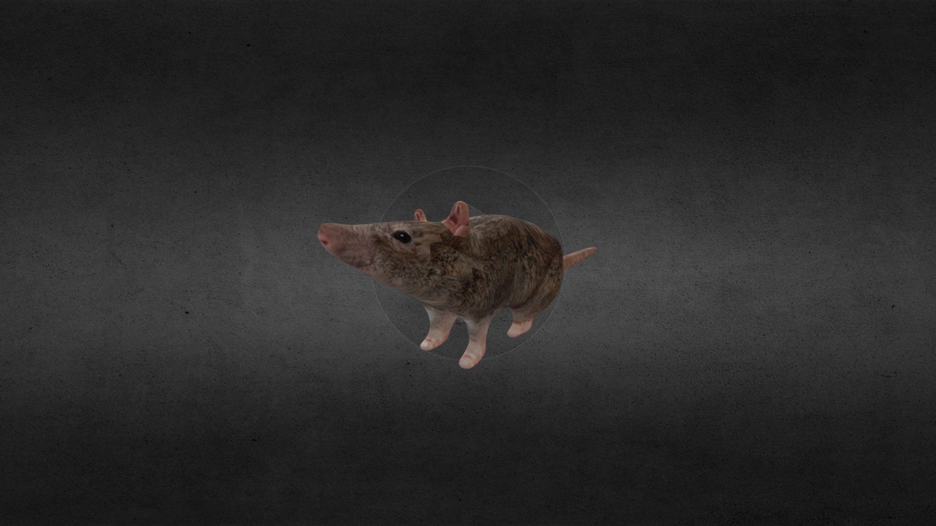Rat - 3D model by FilleMoon [2a924d1] - Sketchfab