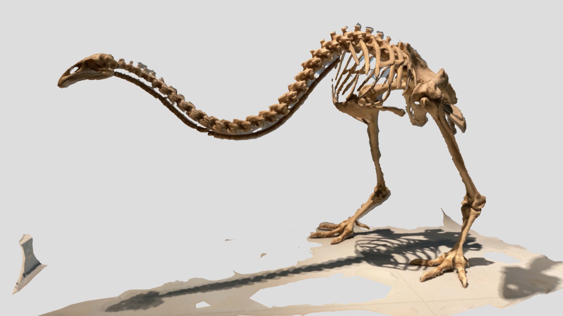 Stout Legged Moa - Download Free 3D model by MattMakesSwords - Scans ...