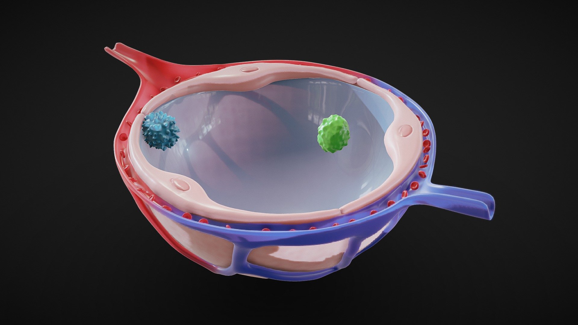 Alveolus Alveoli Cross Section Anatomy - Buy Royalty Free 3D model by ...