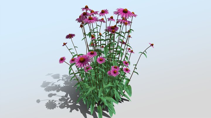 Echinacea 3D models - Sketchfab
