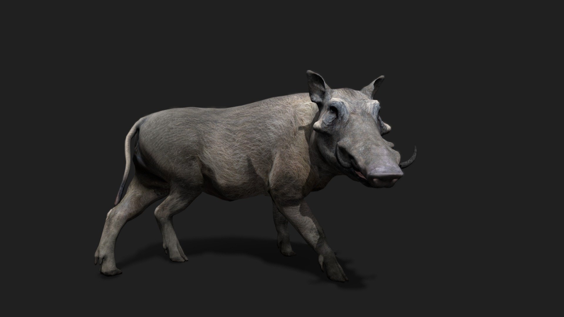 Realistic Warthog 3D Model - 3D model by WildMesh 3D (@WildMesh_3D ...