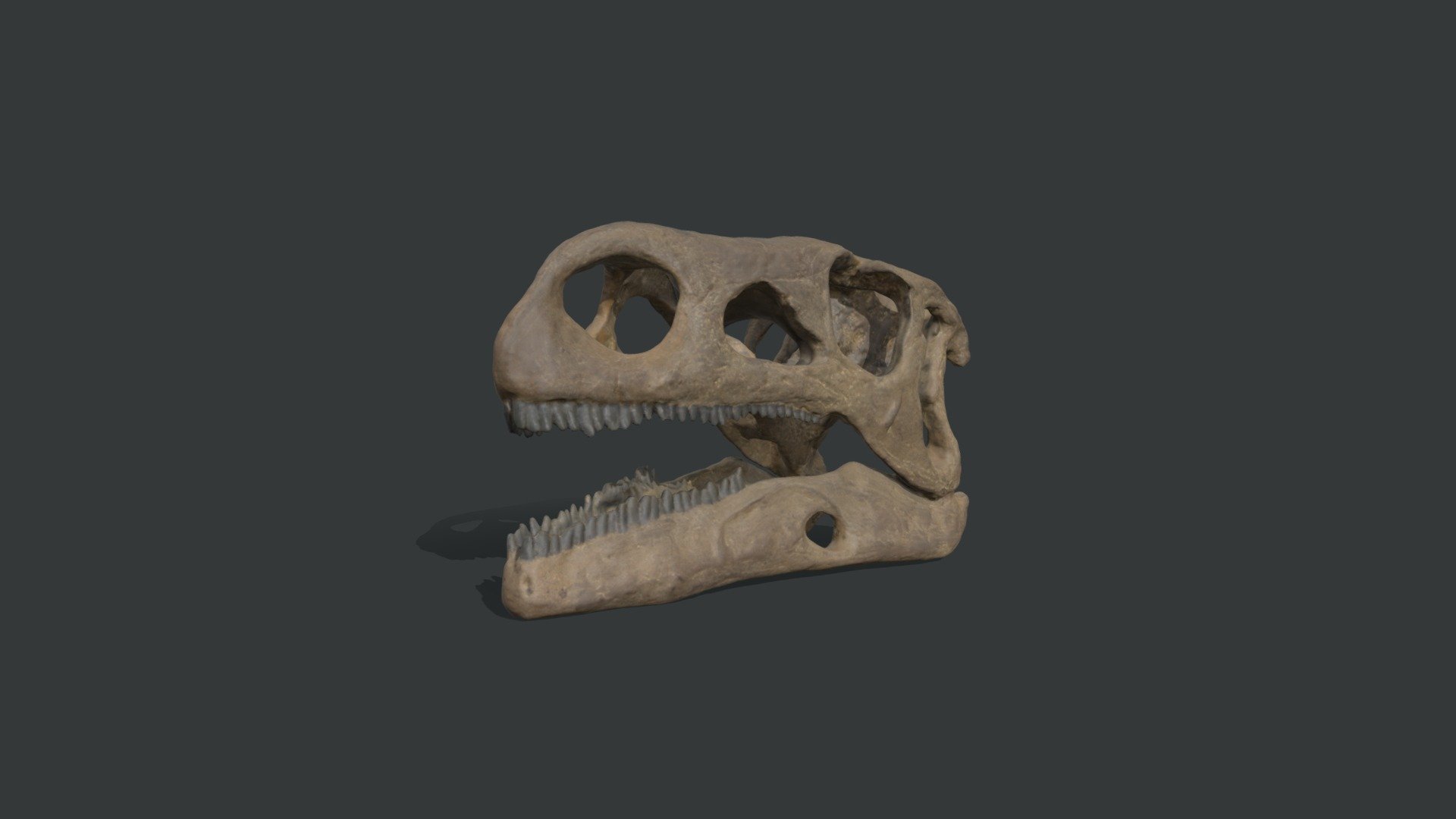 Plateosaurus Head - 3D model by joanamaria [2a9e3d3] - Sketchfab