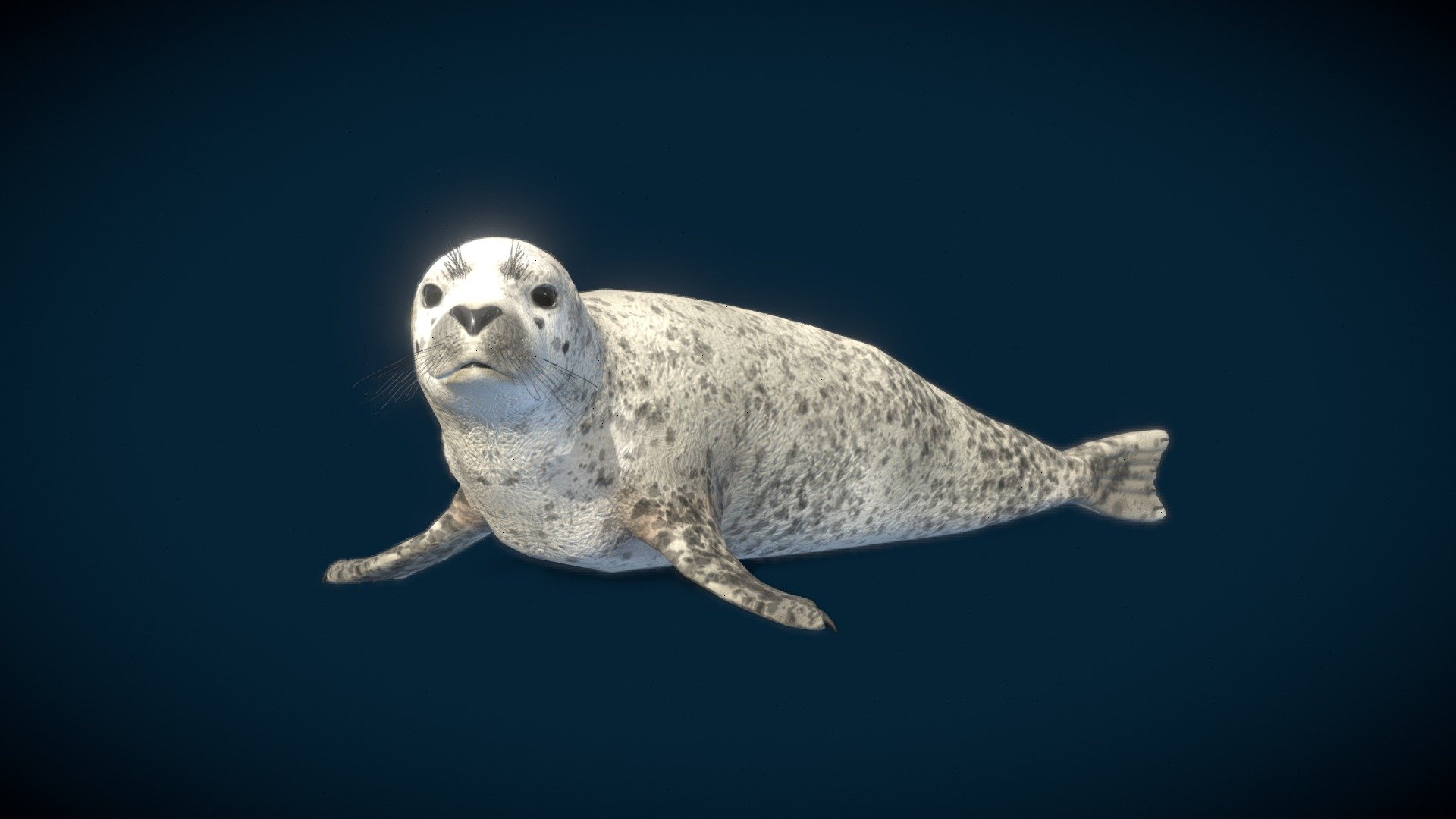 Harbour seal (Phoca vitulina) - 3D model by Major (@majorgalah ...