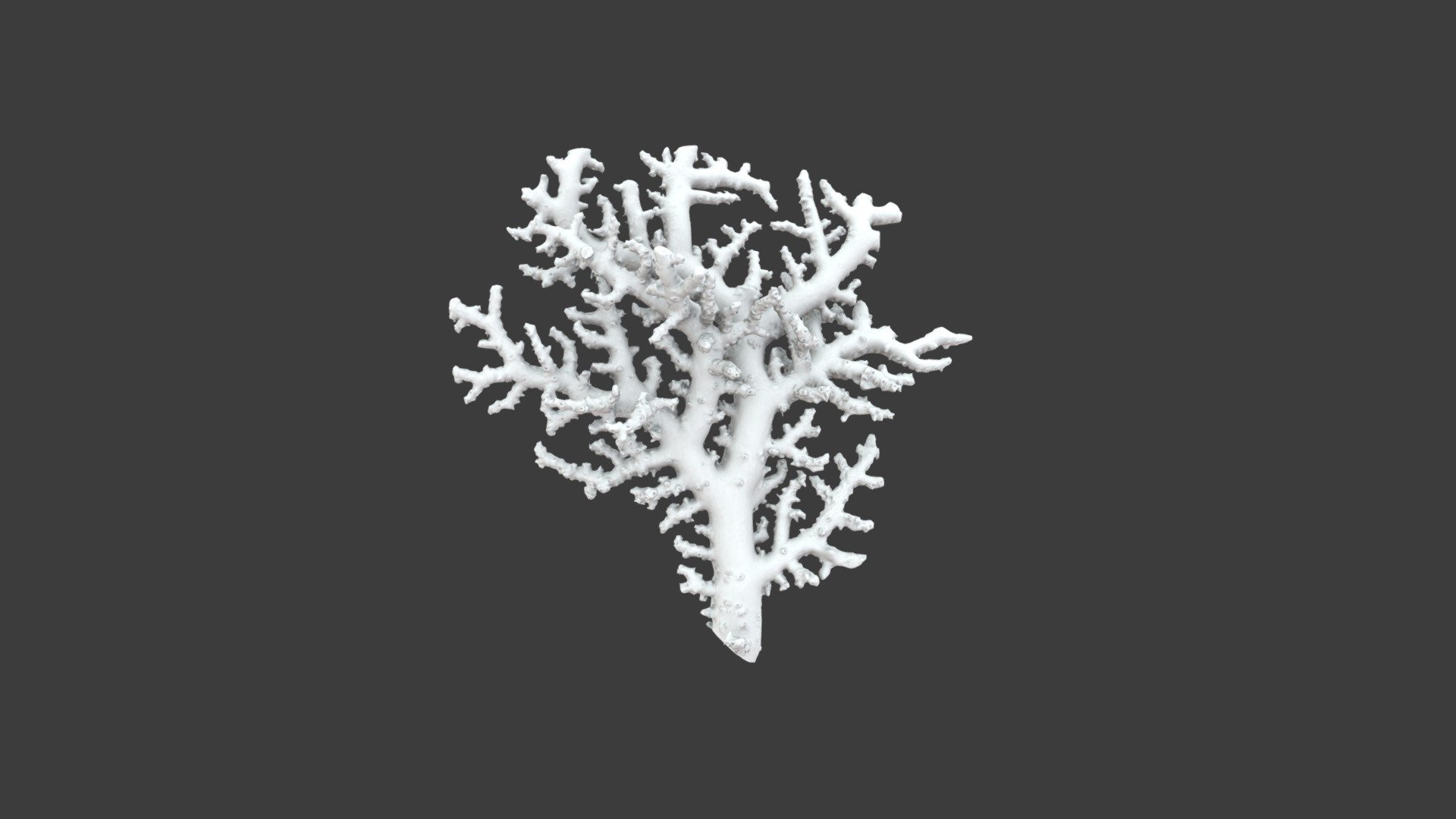 Stylaster sanguineus: Detail View - Download Free 3D model by The ...