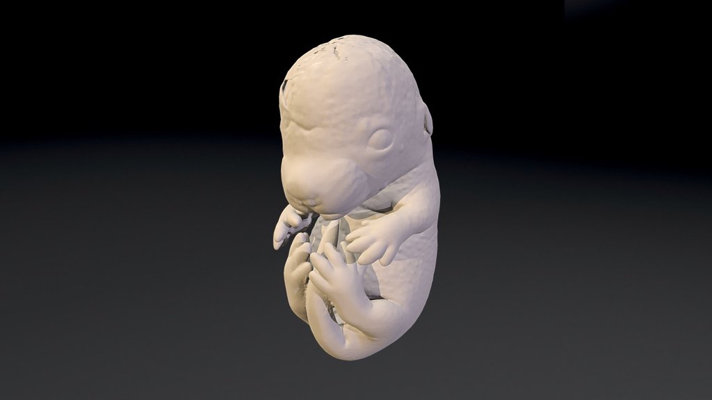Mouse Embryo 14.5dpc (Test_2) - 3D model by 3D Imaging Room in NIG ...