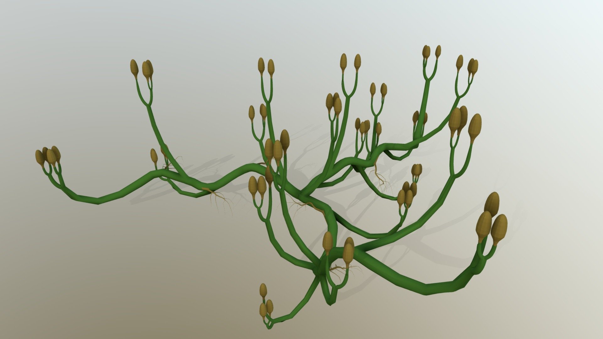 Aglaophyton - 3D model by Paleobiome [2aa2ca2] - Sketchfab