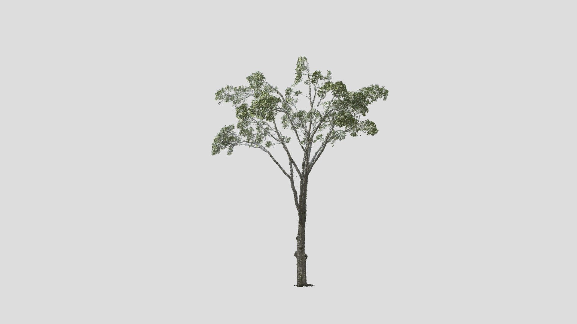 Tree Point Cloud - Buy Royalty Free 3D model by magnum_opus (@tree ...