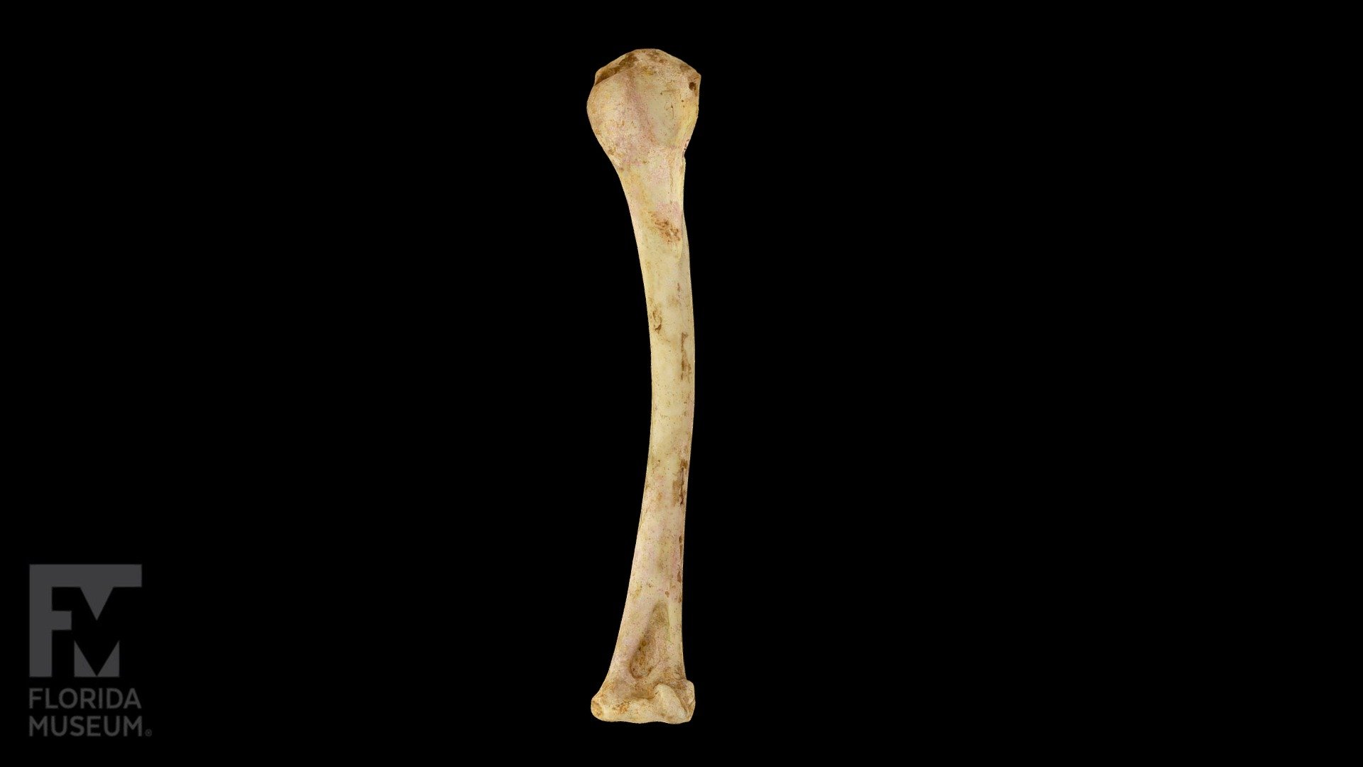 Barn owl humerus - 3D model by FloridaMuseum [2aa6a4f] - Sketchfab