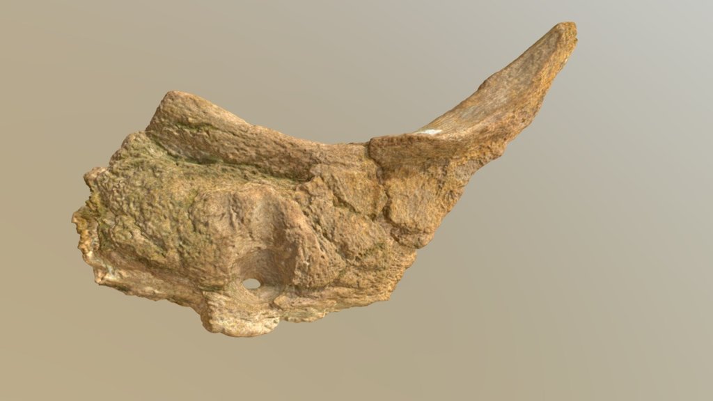 Mastodon Jaw Fragment (VCU_3D_2779) - 3D model by Virtual Curation Lab ...