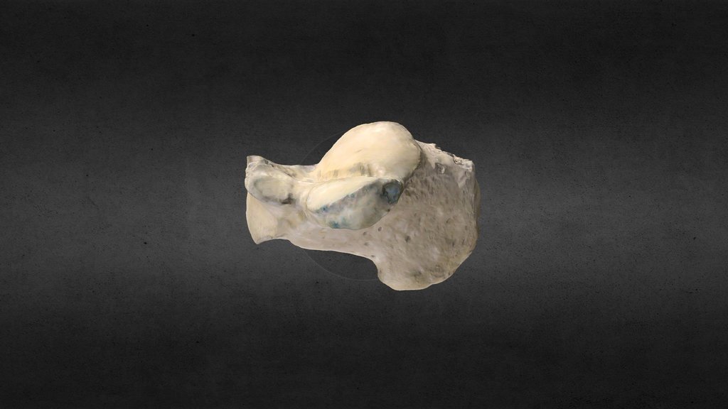 Huesos - A 3D model collection by George.Beltran - Sketchfab