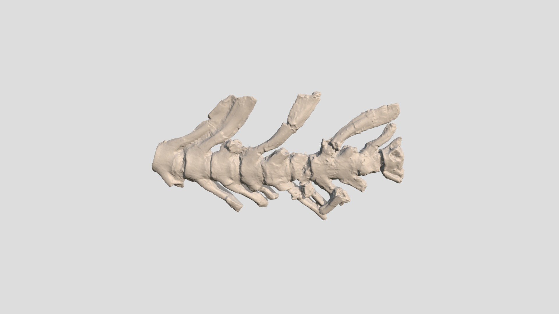Mosasaurus Tail Fossil - 3D model by roy771216 [2aab054] - Sketchfab