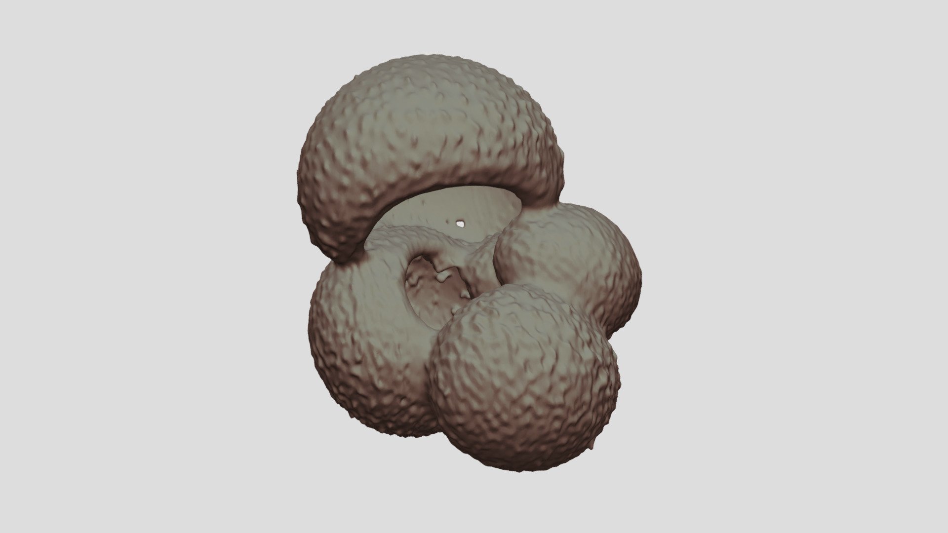 Globigerina bulloides [Geo B8502 865cm Shell-8] - Download Free 3D ...