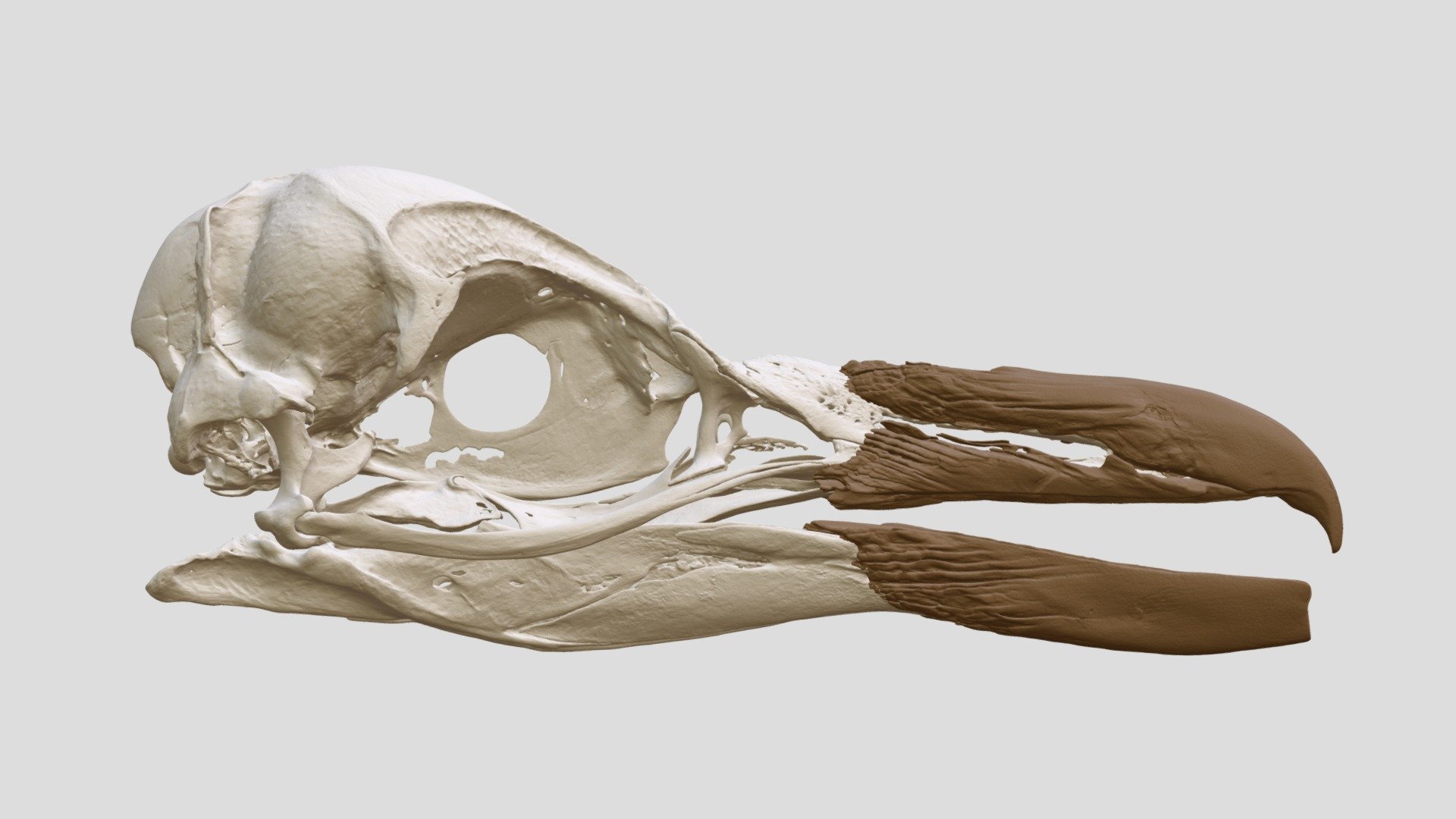 Spheniscidae (MSB:Bird:10759) - 3D model by Biodiversity [2aba07b ...