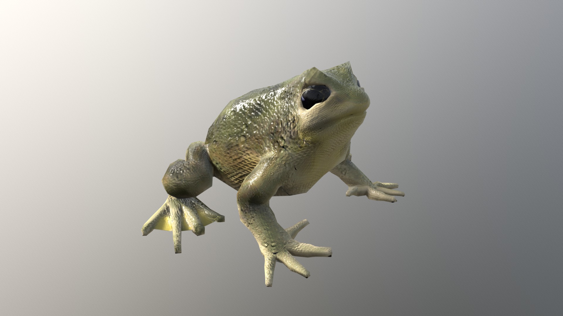 Warty Frog - Buy Royalty Free 3D model by 3dlowpoly [2abee2f ...