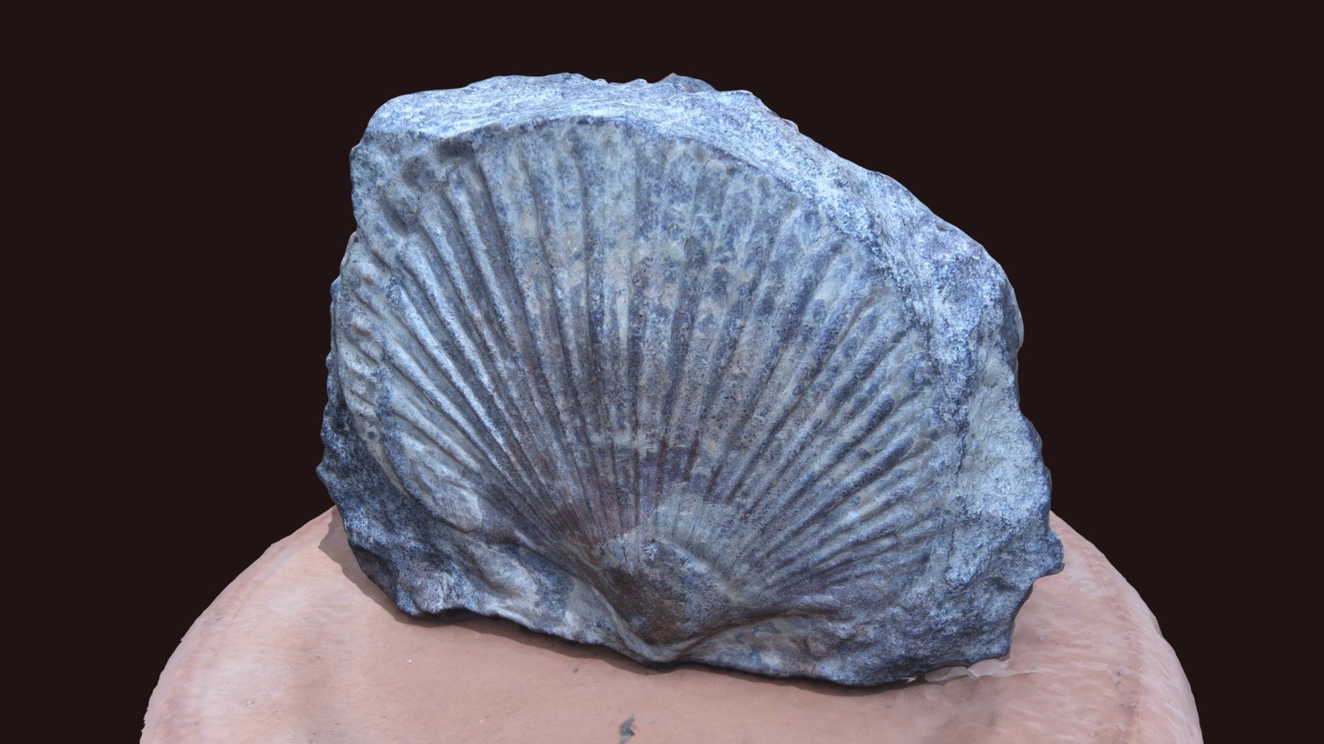 Fossile delle Dolomiti (Daonella lommeli) - Download Free 3D model by ...