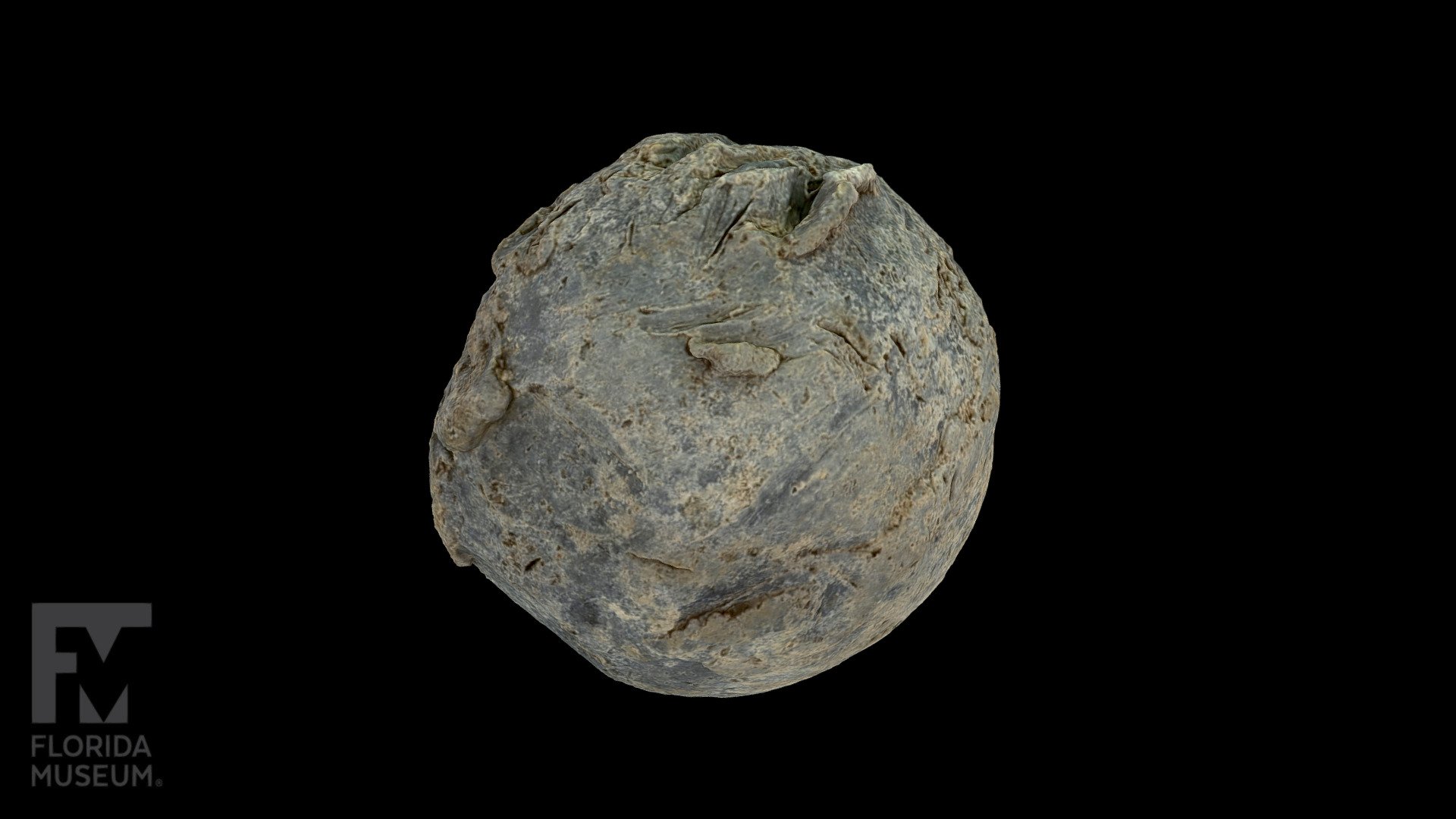 Lead shot - 3D model by FloridaMuseum [2ac4838] - Sketchfab