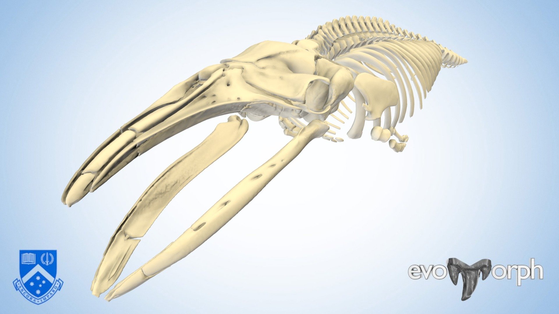 BIO2242 Pygmy Right Whale Skeleton - 3D model by Evans EvoMorph Lab ...